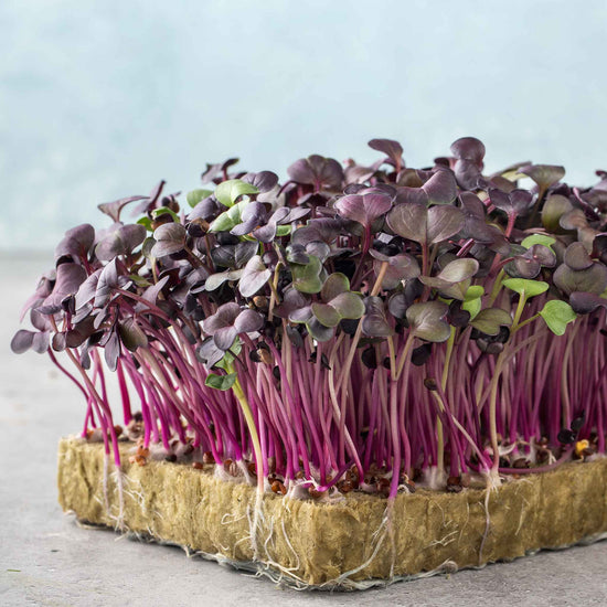 Radish Seeds - Sango - Microgreen | Vegetable Seeds in Packets & Bulk ...