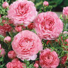 Ranunculus Bulbs | Shop 79 Varieties | Eden Brothers – Page 2