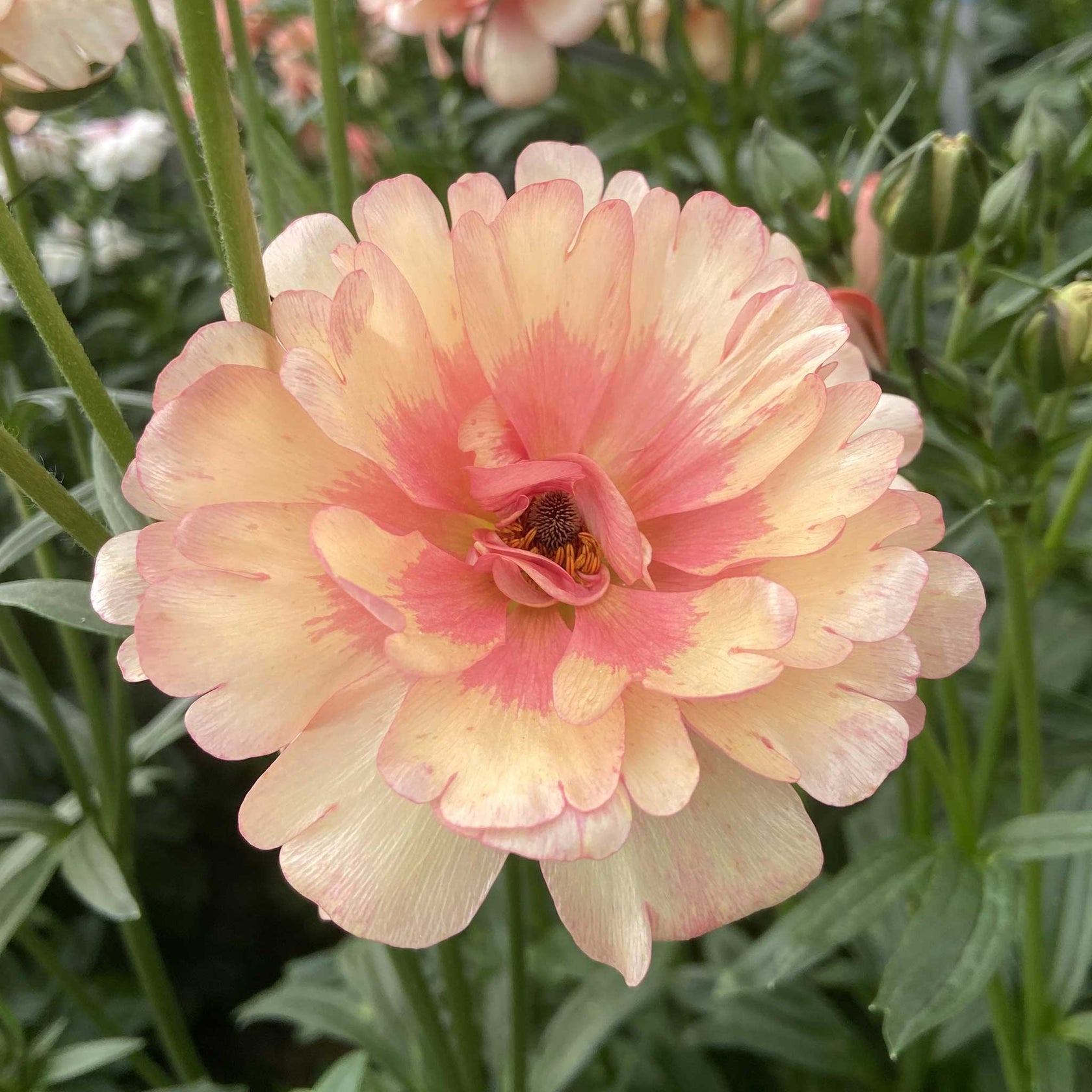 Ranunculus Bulbs - Butterfly™ Eris® | Fall Flower Bulbs | Eden Brothers