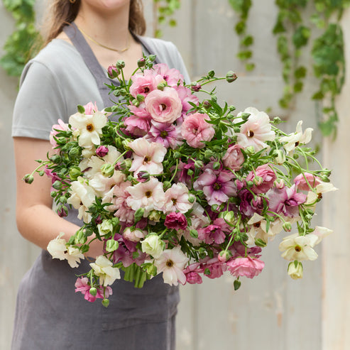 Butterfly Ranunculus Bulbs - Pink Pastel Mix | Flower Bulbs | Eden Brothers