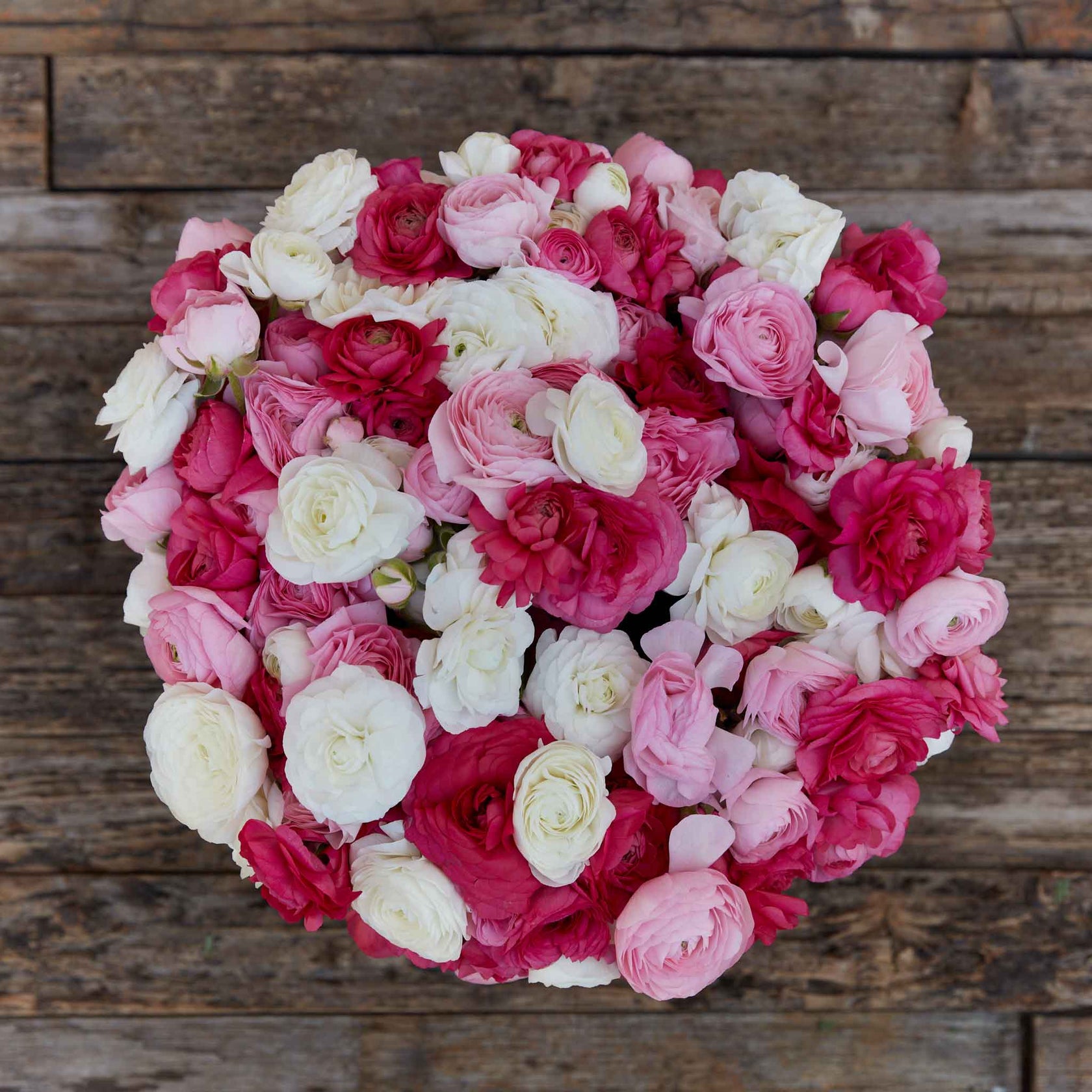 Ranunculus Bulbs - Homecoming Mix| Flower Bulbs | Eden Brothers