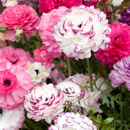 Ranunculus Bulbs - Pink Renaissance Mix | Flower Bulbs | Eden Brothers