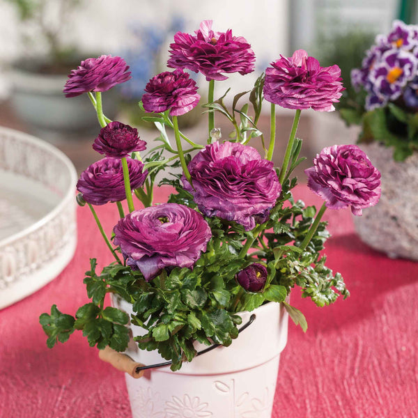 Ranunculus Bulbs - Violet | Flower Bulbs | Eden Brothers