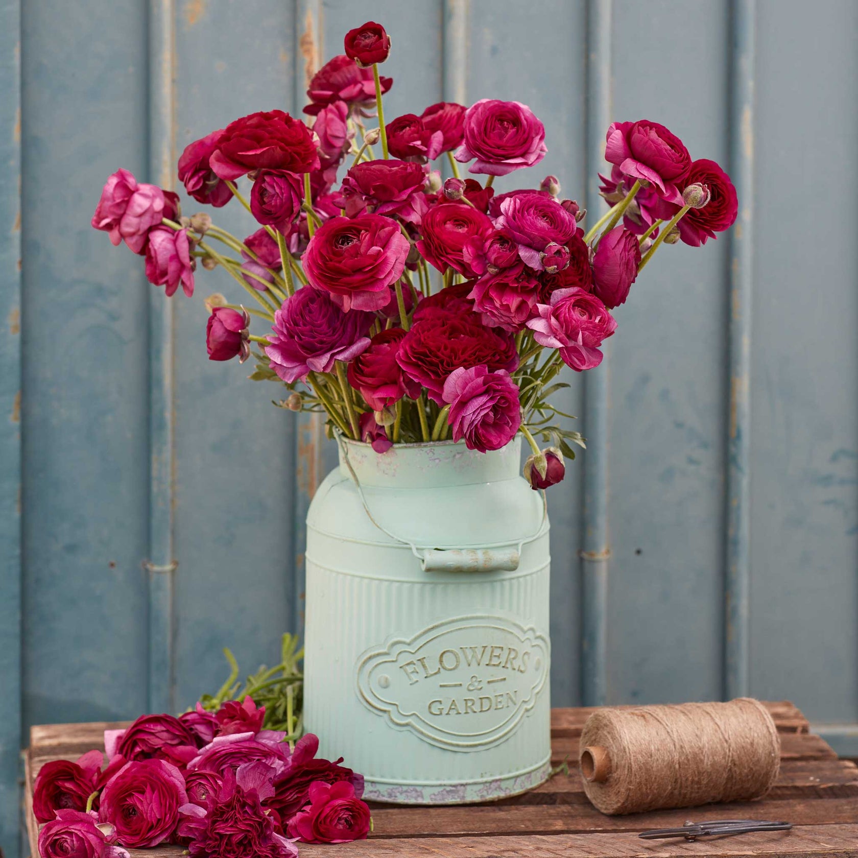 Ranunculus Bulbs - Violet | Flower Bulbs | Eden Brothers