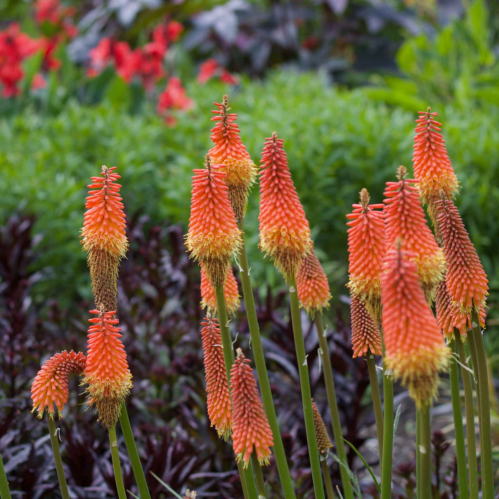 Red Hot Poker Roots - Alcazar | Spring Flower Bulbs | Eden Brothers