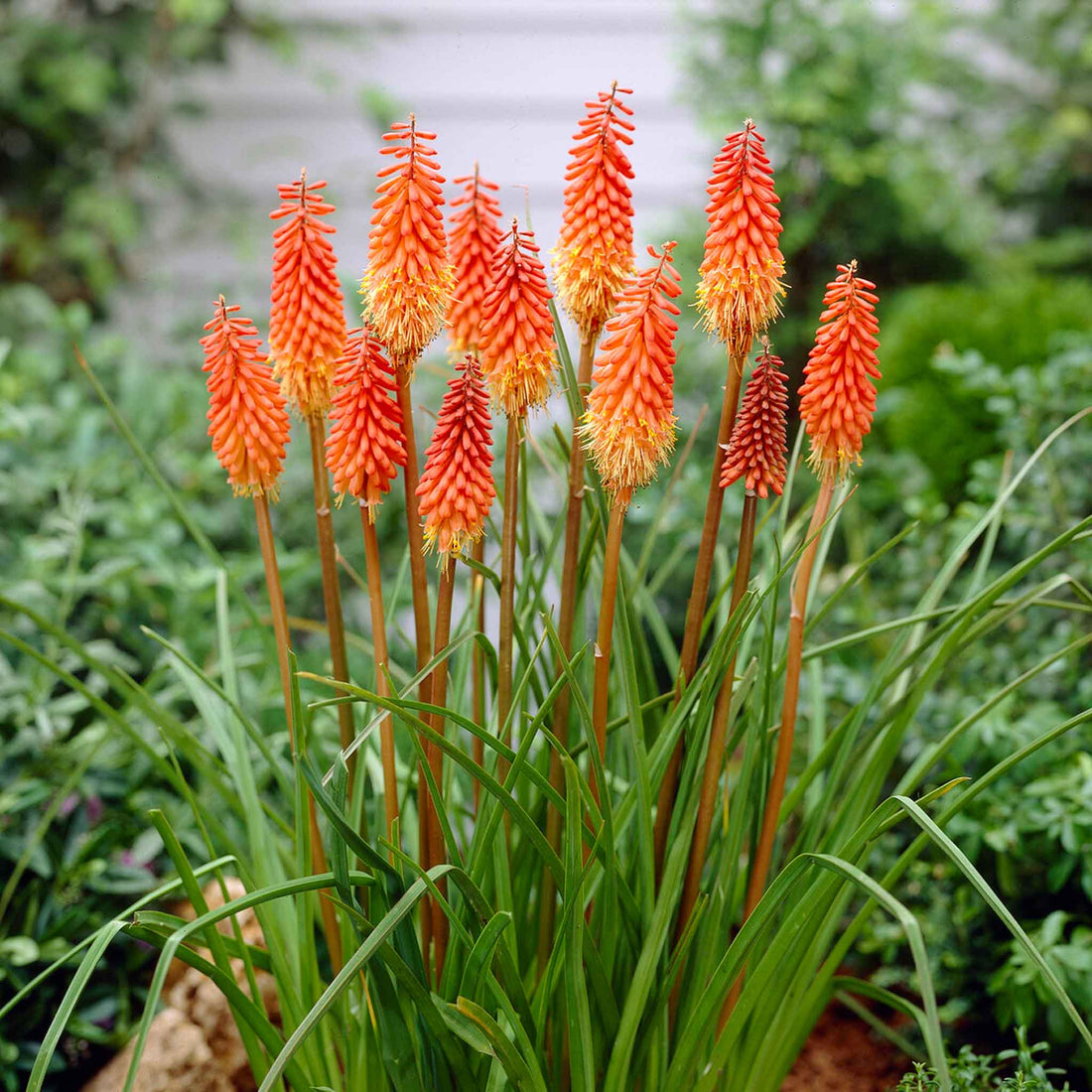 Red Hot Poker Roots - Alcazar | Spring Flower Bulbs | Eden Brothers