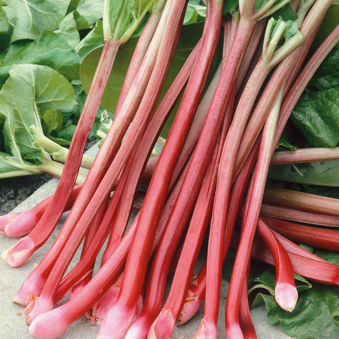 Rhubarb Seeds - Victoria | Vegetable Seeds in Packets & Bulk | Eden ...