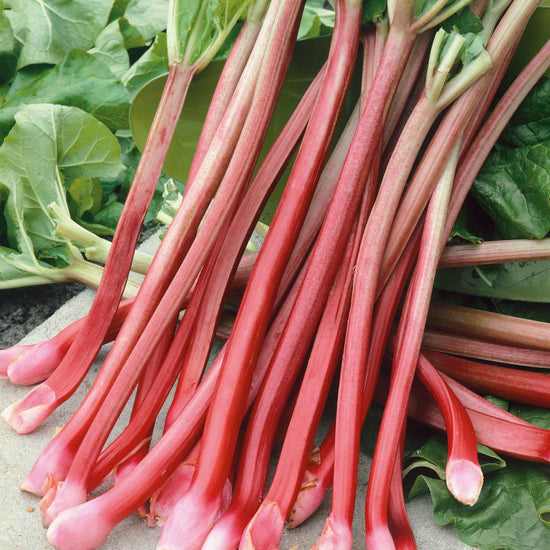 Rhubarb Seeds - Victoria | Vegetable Seeds in Packets & Bulk | Eden ...