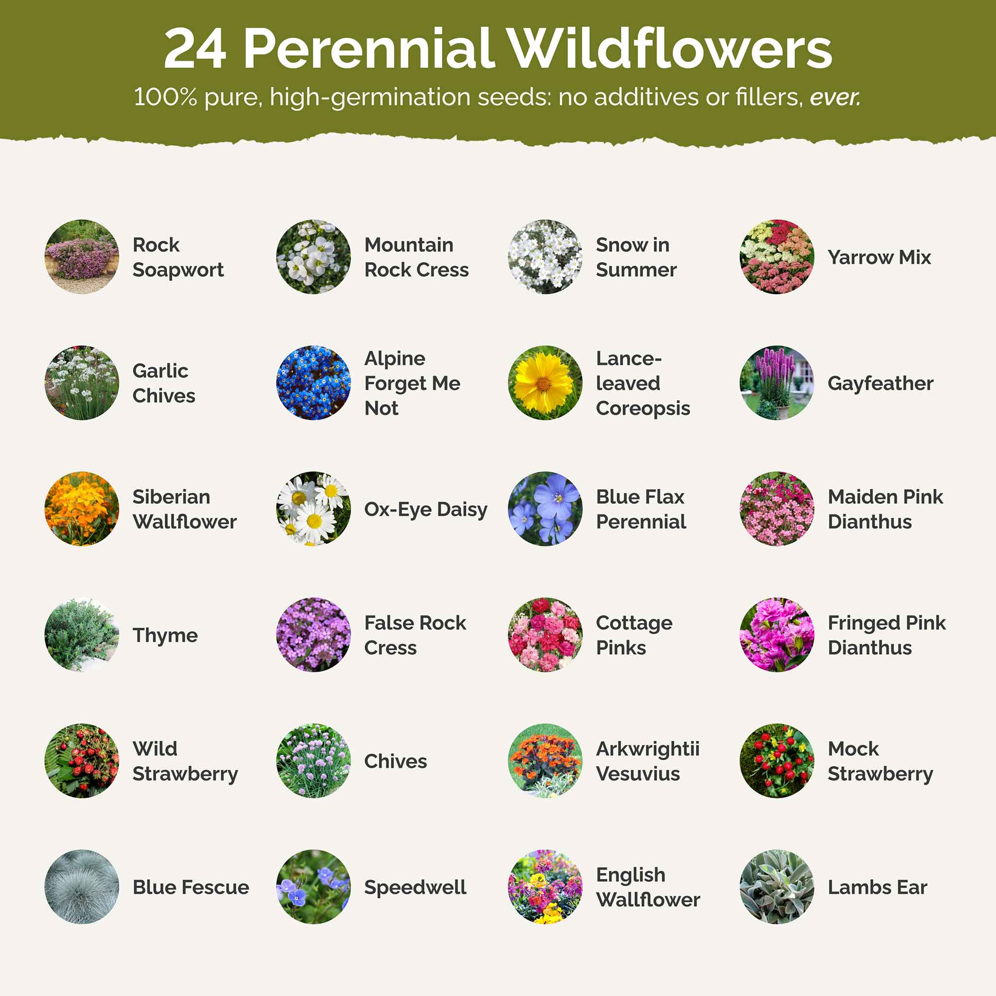 Rock Garden Perennial Wildflower Seed Mix | Wildflower Seeds | Eden ...