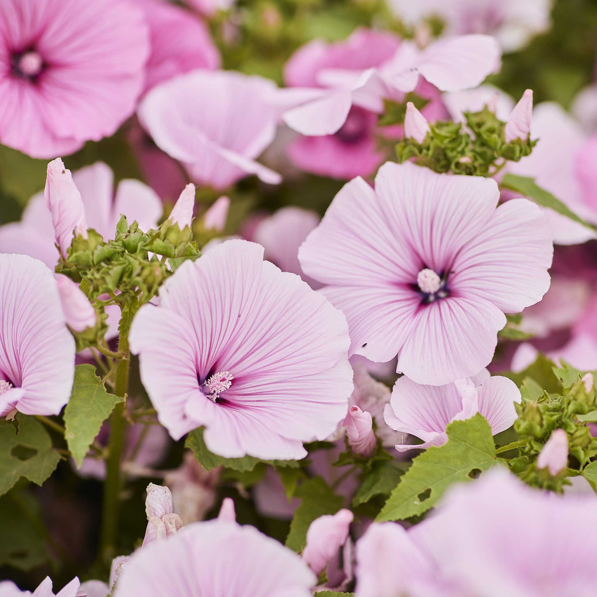 Rose Mallow Seeds - Pink Regis | Flower Seeds in Packets & Bulk | Eden ...