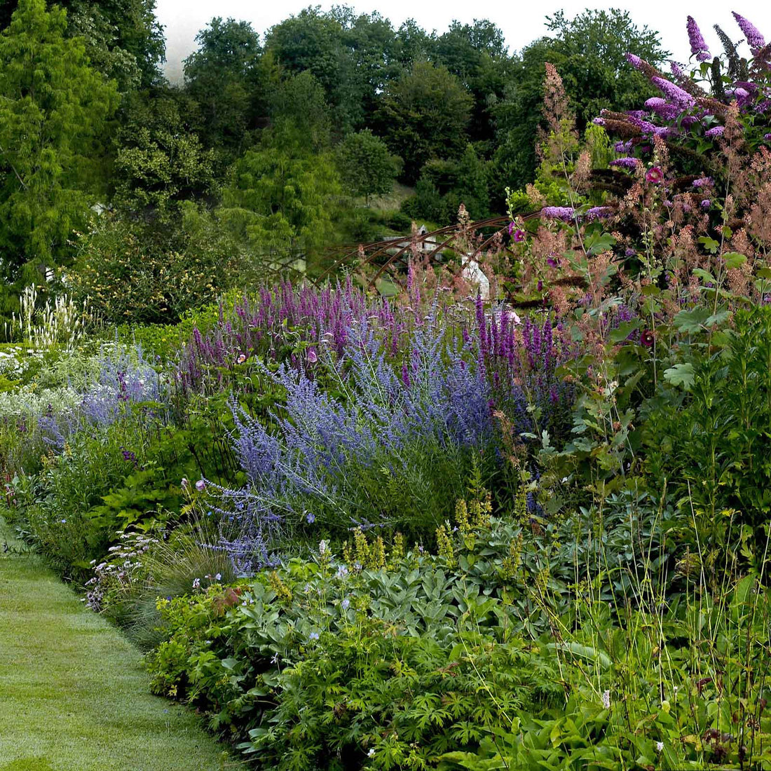Salvia - Russian Sage Blue Spire | Spring Flower Bulbs | Eden Brothers