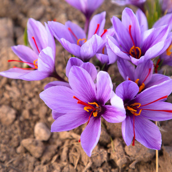 Saffron Crocus Sativus Bulbs | Buy Crocus Bulbs in Bulk at Eden Brothers
