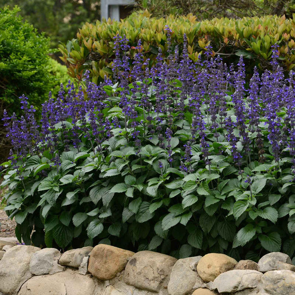 Sage Seeds - Big Blue | Flower Seeds in Packets & Bulk | Eden Brothers