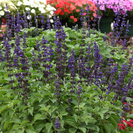 Sage Seeds - Big Blue | Flower Seeds in Packets & Bulk | Eden Brothers