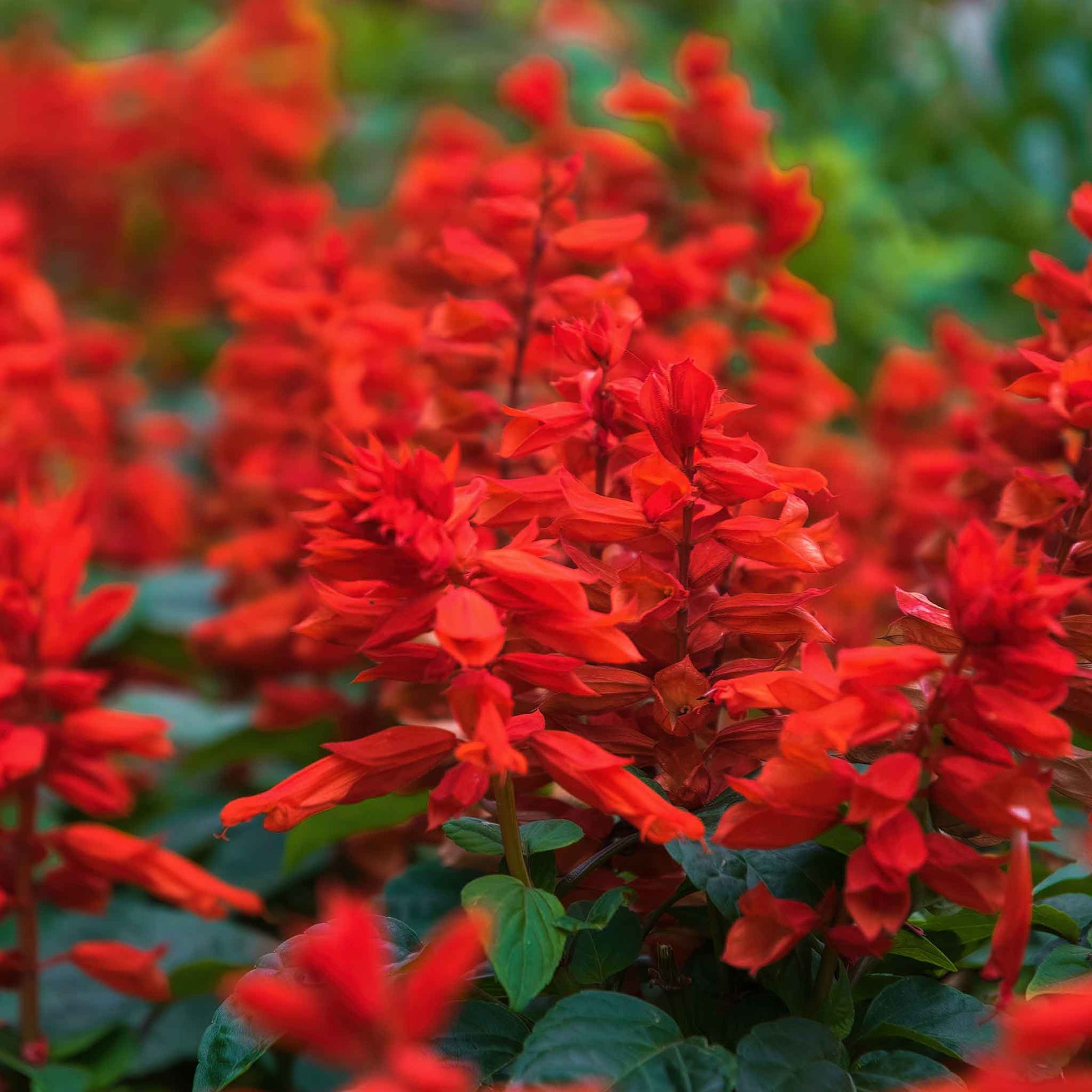 Sage Seeds - Blaze of Fire | Flower Seeds in Packets & Bulk | Eden Brothers