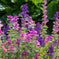 Clary Sage Seeds - Tricolor Mix | Flower Seeds in Packets & Bulk | Eden ...