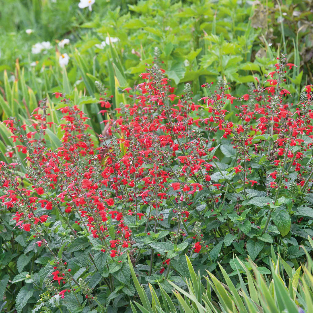 Scarlet Sage Seeds | Flower Seeds in Packets & Bulk | Eden Brothers