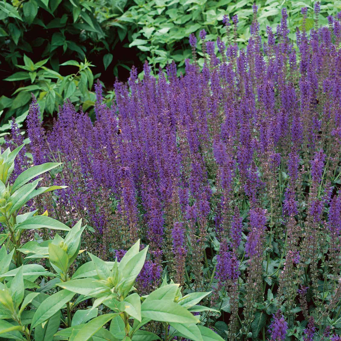 Salvia (Sage) - May Night | Spring Flower Bulbs | Eden Brothers