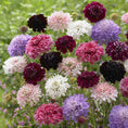 Scabiosa Seeds - Tall Double Mix | Flower Seeds | Eden Brothers