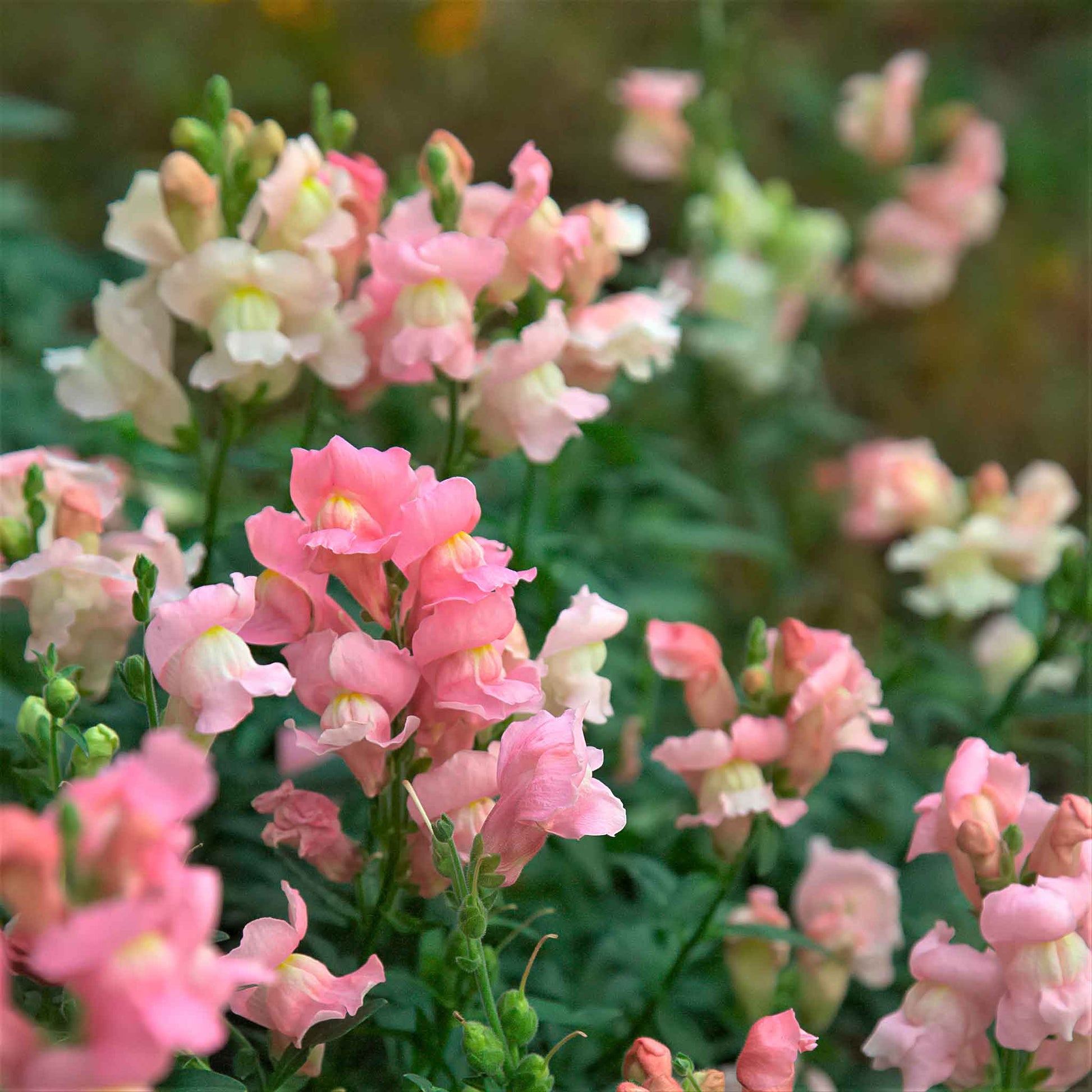 Snapdragon Seeds - Appleblossom | Flower Seeds in Packets & Bulk | Eden ...