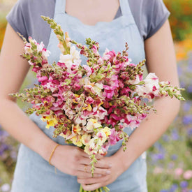 Snapdragon Seeds | Shop 38 Varieties | Eden Brothers