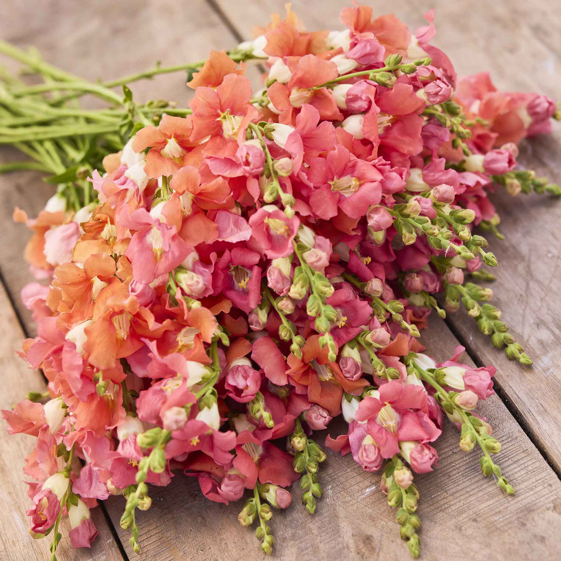 Snapdragon Seeds - Chantilly Bronze | Flower Seeds in Packets & Bulk ...