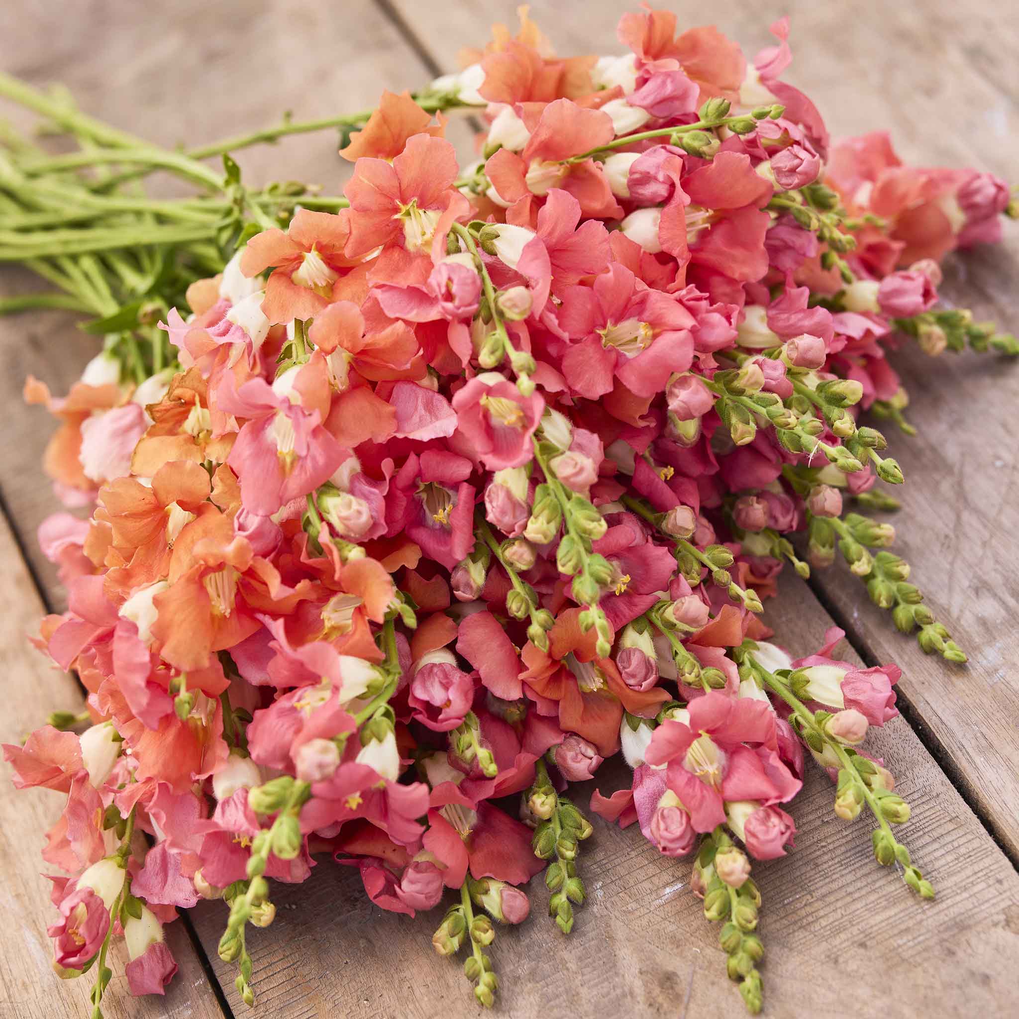 Snapdragon Seeds - Chantilly Bronze | Flower Seeds in Packets & Bulk ...