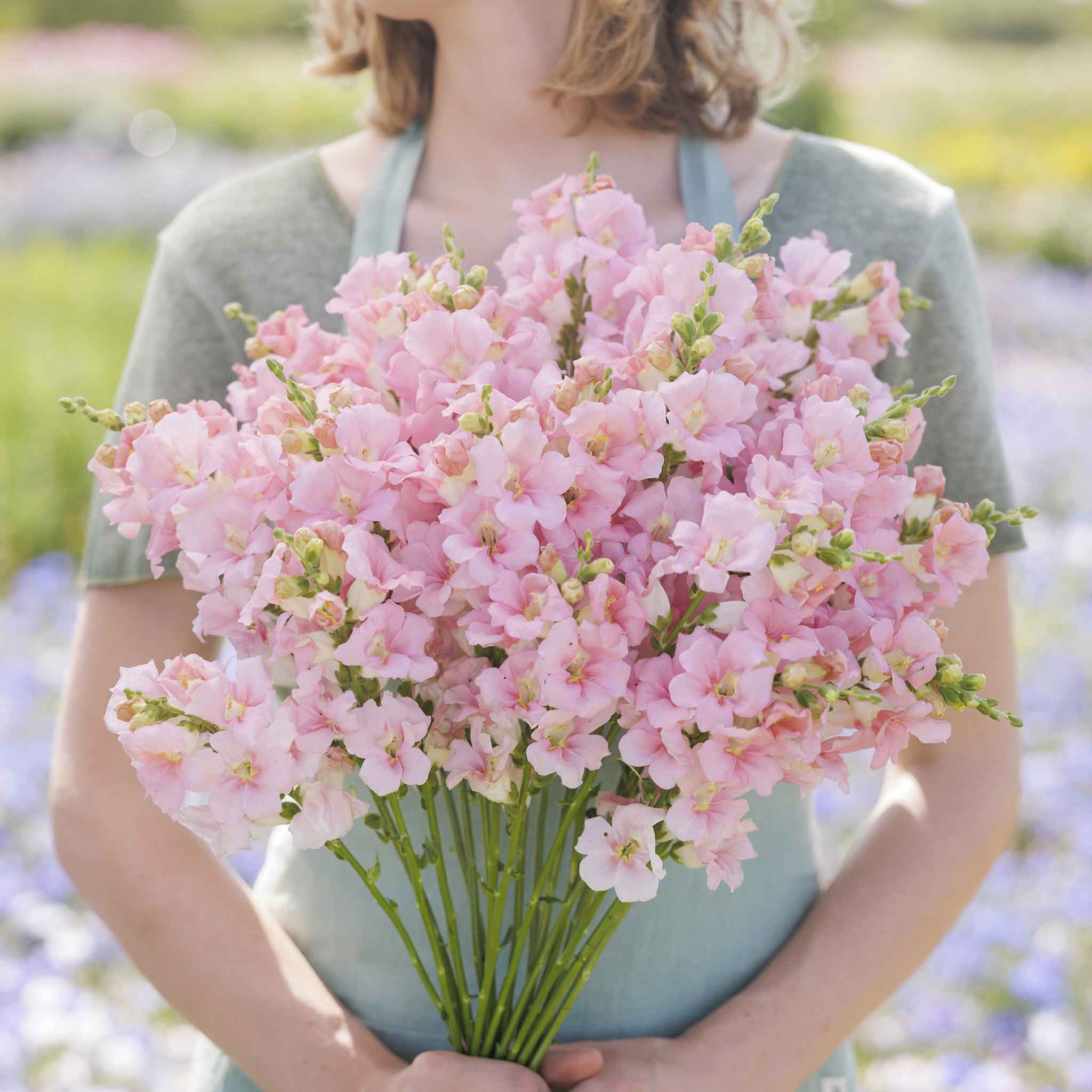 Snapdragon Seeds - Chantilly Light Pink | Flower Seeds in Packets ...
