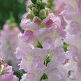 Snapdragon Seeds - Legend Light Pink | Flower Seeds in Packets & Bulk ...