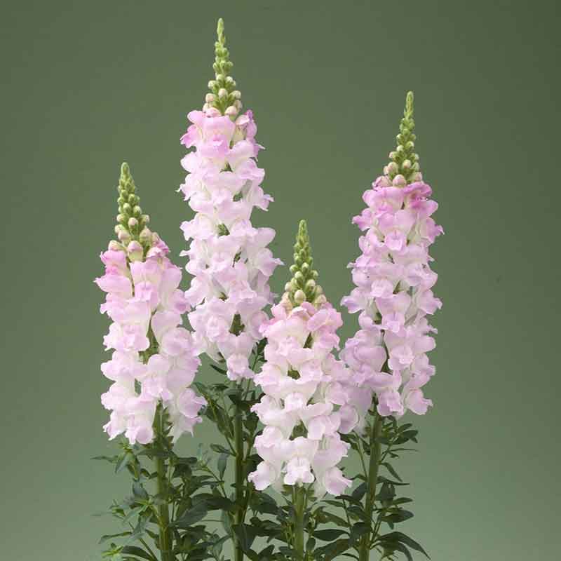 Snapdragon Seeds - Legend Light Pink | Flower Seeds in Packets & Bulk ...