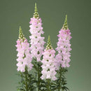Snapdragon Seeds - Legend Light Pink | Flower Seeds in Packets & Bulk ...