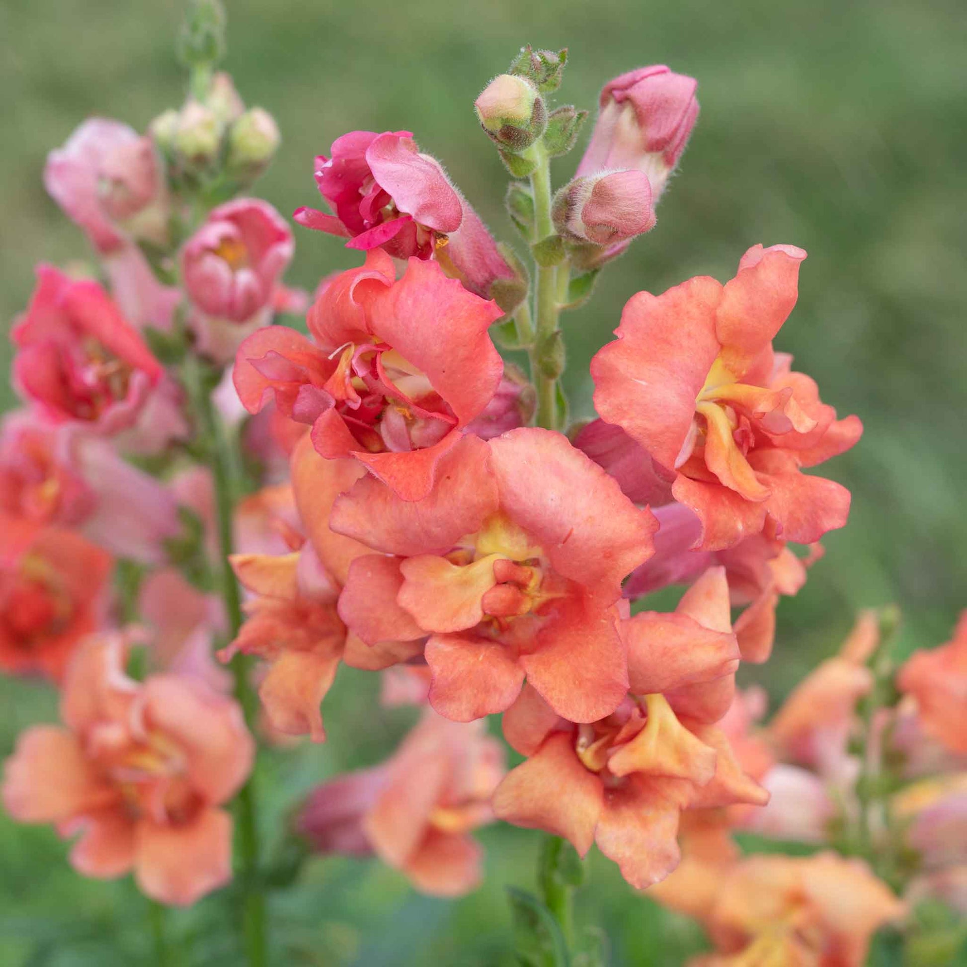 Snapdragon Seeds - Madame Butterfly Bronze | Flower Seeds in Packets ...