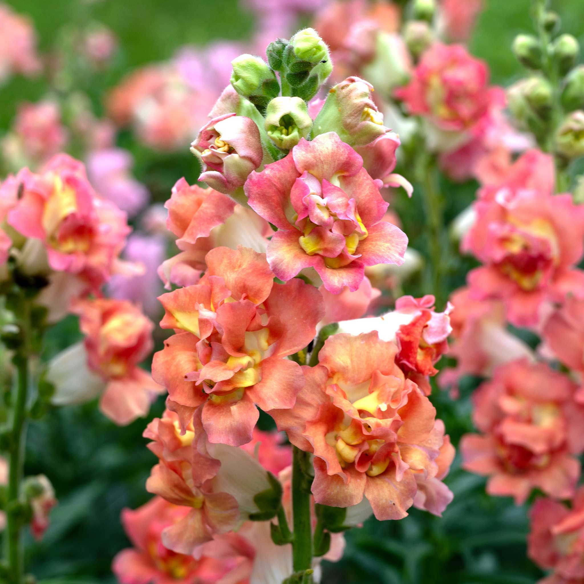 Snapdragon Seeds - Madame Butterfly Bronze White | Flower Seeds in ...