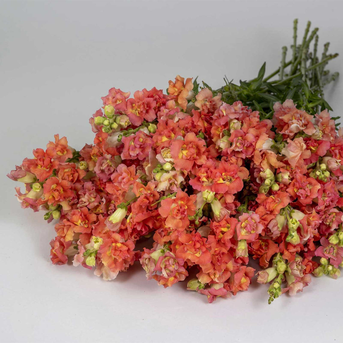 Snapdragon Seeds - Madame Butterfly Bronze White | Flower Seeds in ...