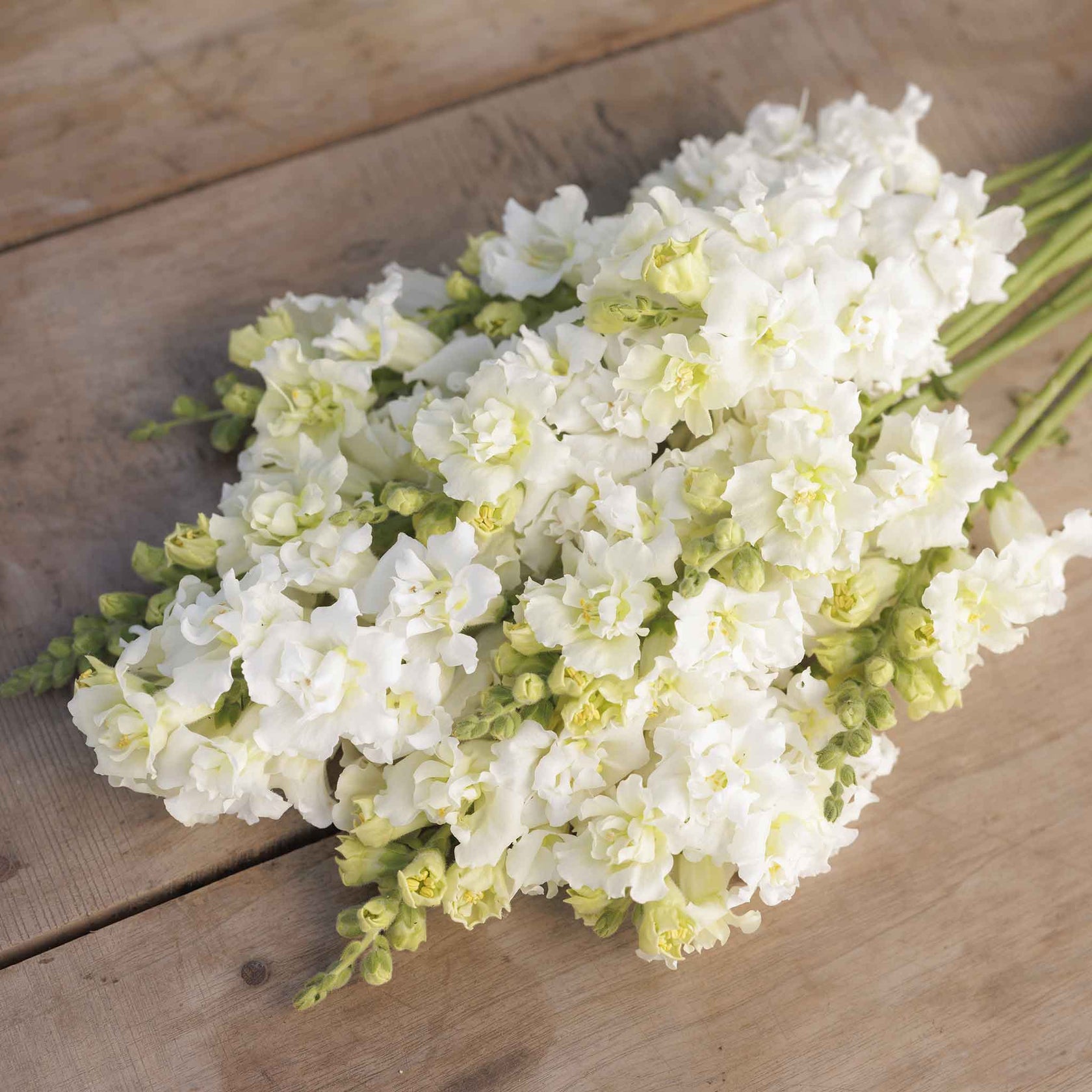 Snapdragon Seeds - Madame Butterfly Ivory | Flower Seeds in Packets ...