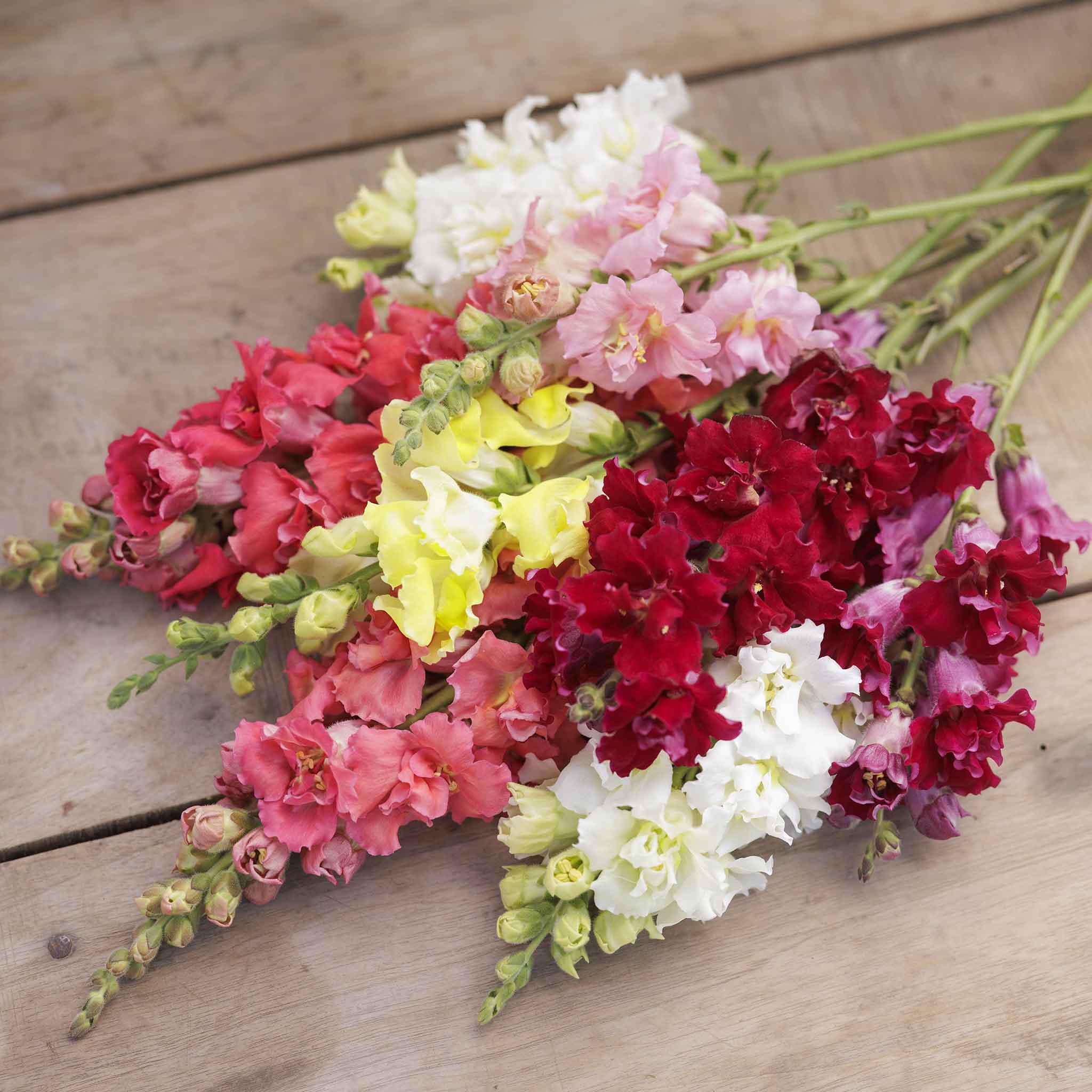 Snapdragon Seeds - Madame Butterfly Mix | Flower Seeds in Packets ...