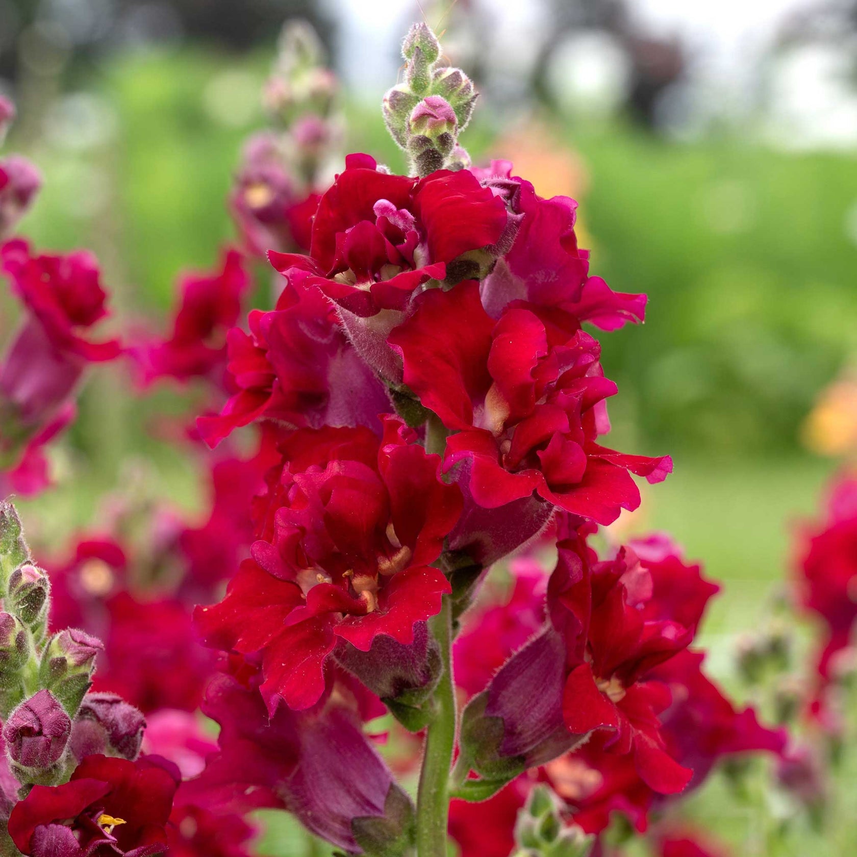 Snapdragon Seeds - Madame Butterfly Red | Flower Seeds in Packets ...