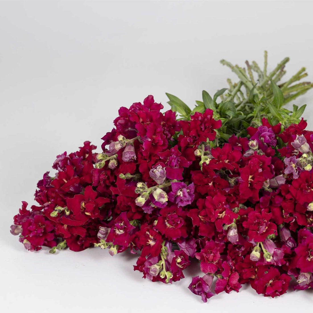 Snapdragon Seeds - Madame Butterfly Red | Flower Seeds in Packets ...