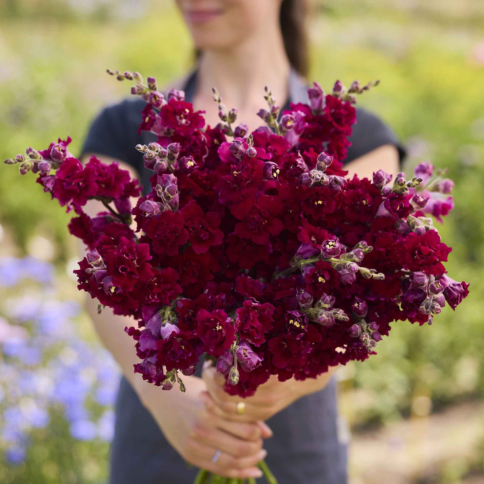 Snapdragon Seeds - Madame Butterfly Red | Flower Seeds in Packets ...