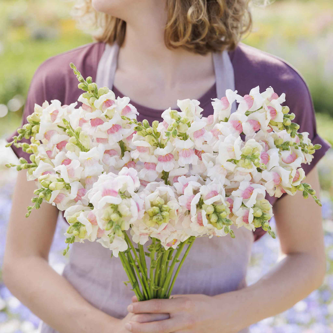 Snapdragon Seeds - Potomac Appleblossom | Flower Seeds in Packets ...