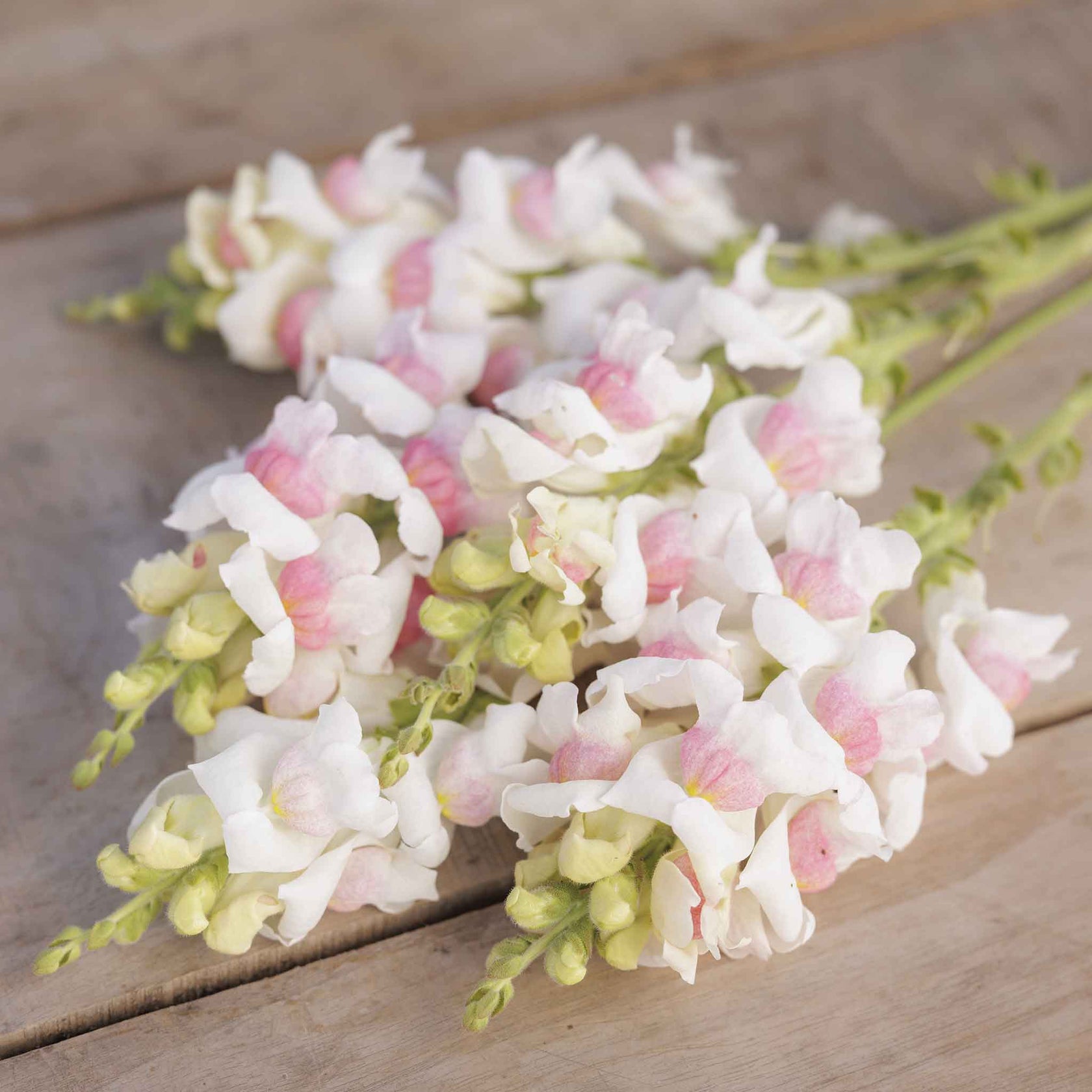Snapdragon Seeds - Potomac Appleblossom | Flower Seeds in Packets ...