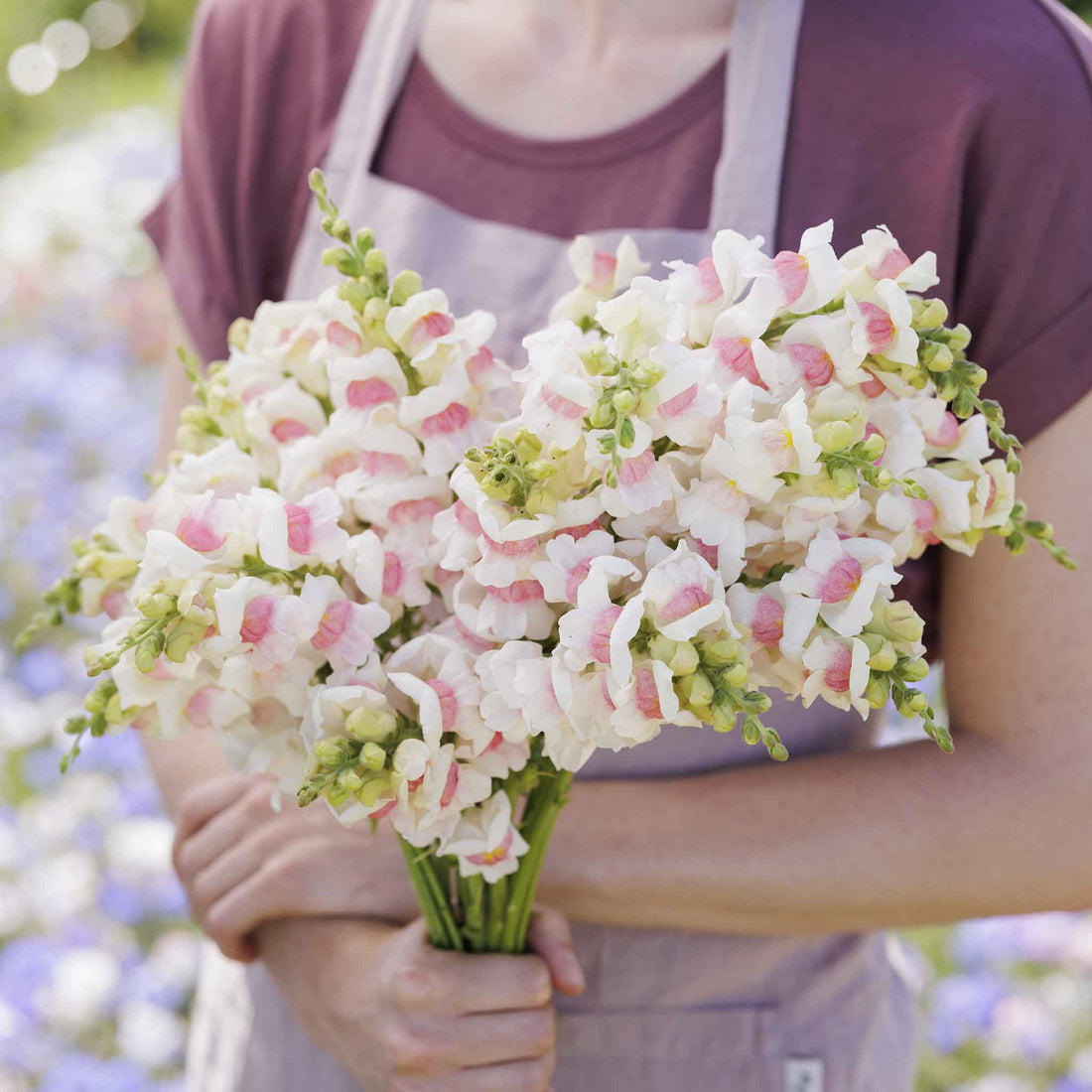 Snapdragon Seeds - Potomac Appleblossom | Flower Seeds in Packets ...