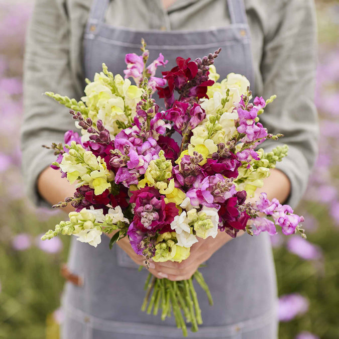 Snapdragon Seeds - Rainbow Mix | Flower Seeds in Packets & Bulk | Eden ...