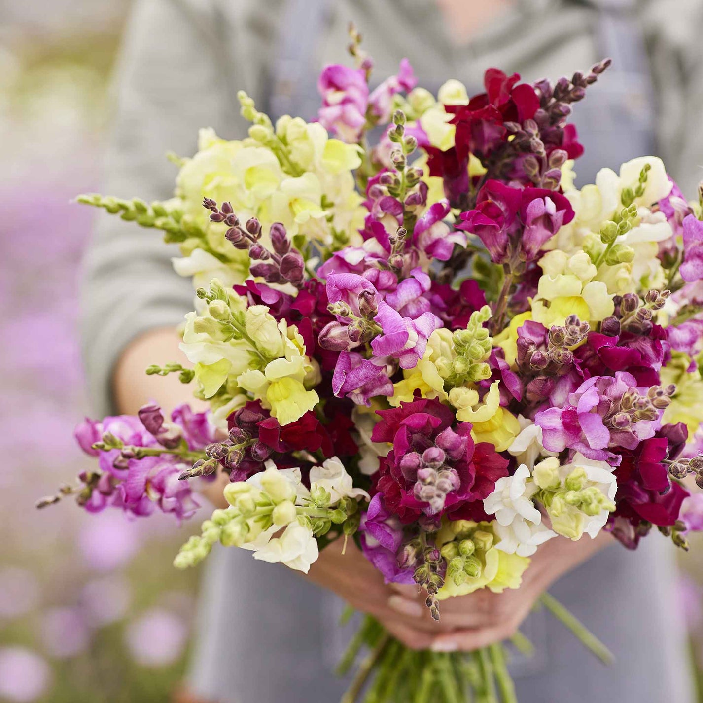 Snapdragon Seeds - Rainbow Mix | Flower Seeds in Packets & Bulk | Eden ...