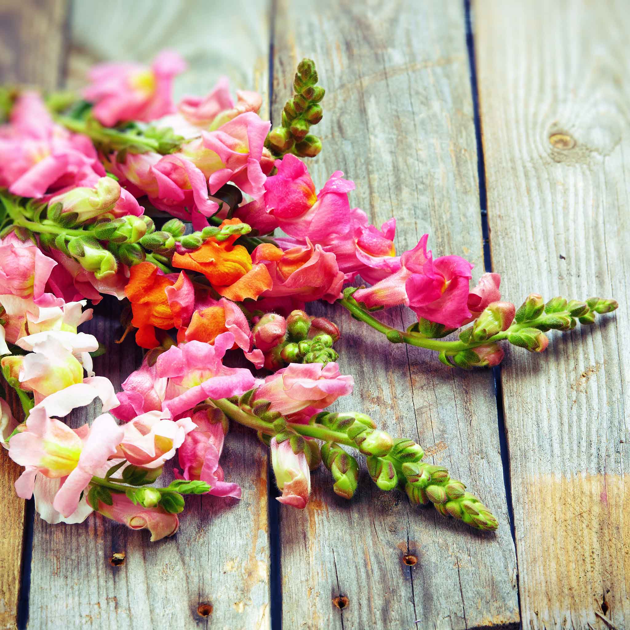 Snapdragon Seeds - Rainbow Mix | Flower Seeds in Packets & Bulk | Eden ...