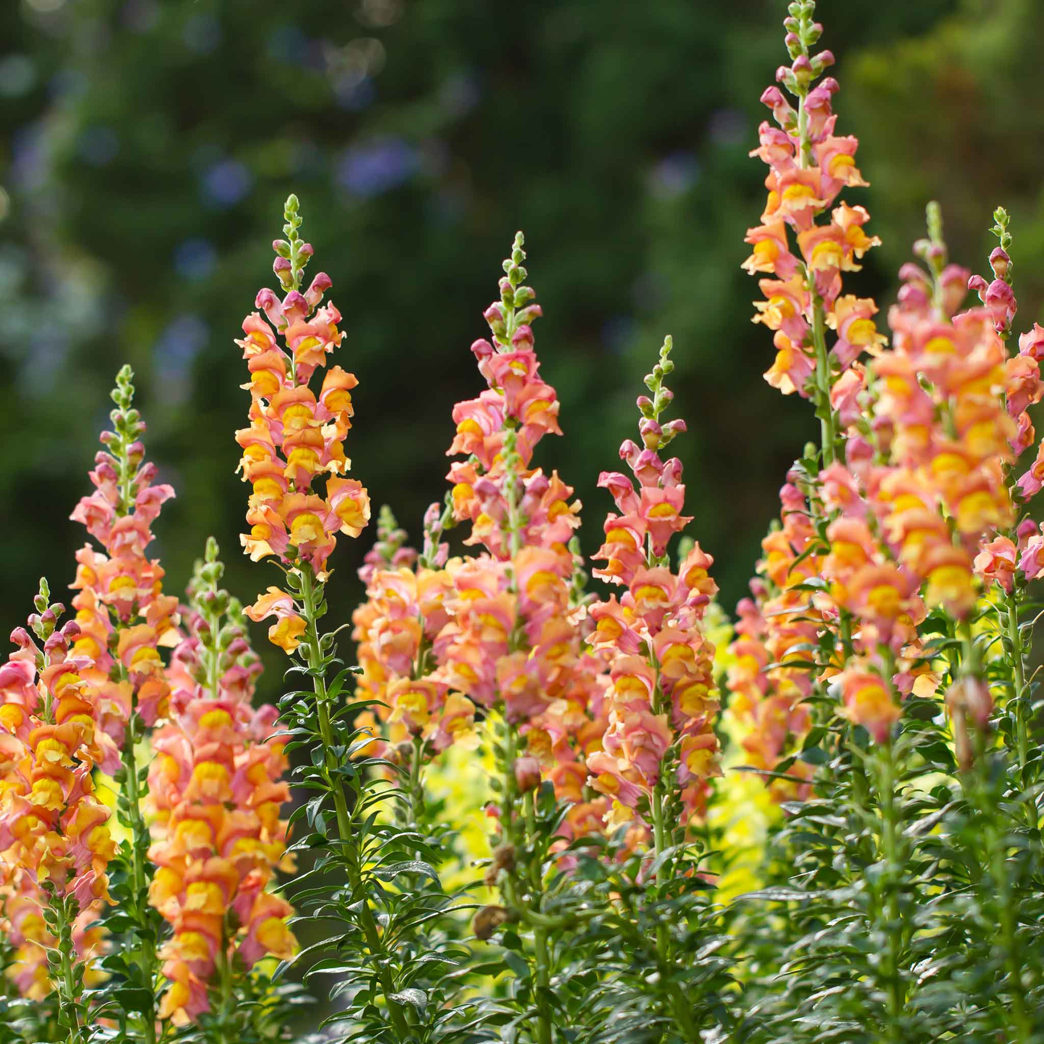 Snapdragon Seeds - Rocket Bronze | Flower Seeds in Packets & Bulk ...