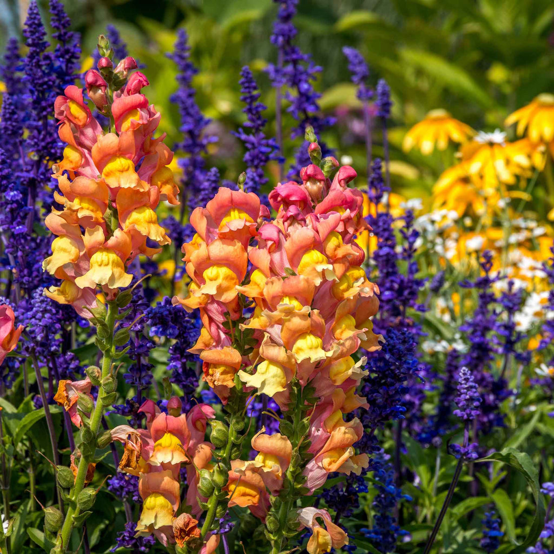Snapdragon Seeds - Rocket Bronze | Flower Seeds in Packets & Bulk ...