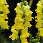 Snapdragon Seeds - Sonnet Yellow | Flower Seeds in Packets & Bulk ...