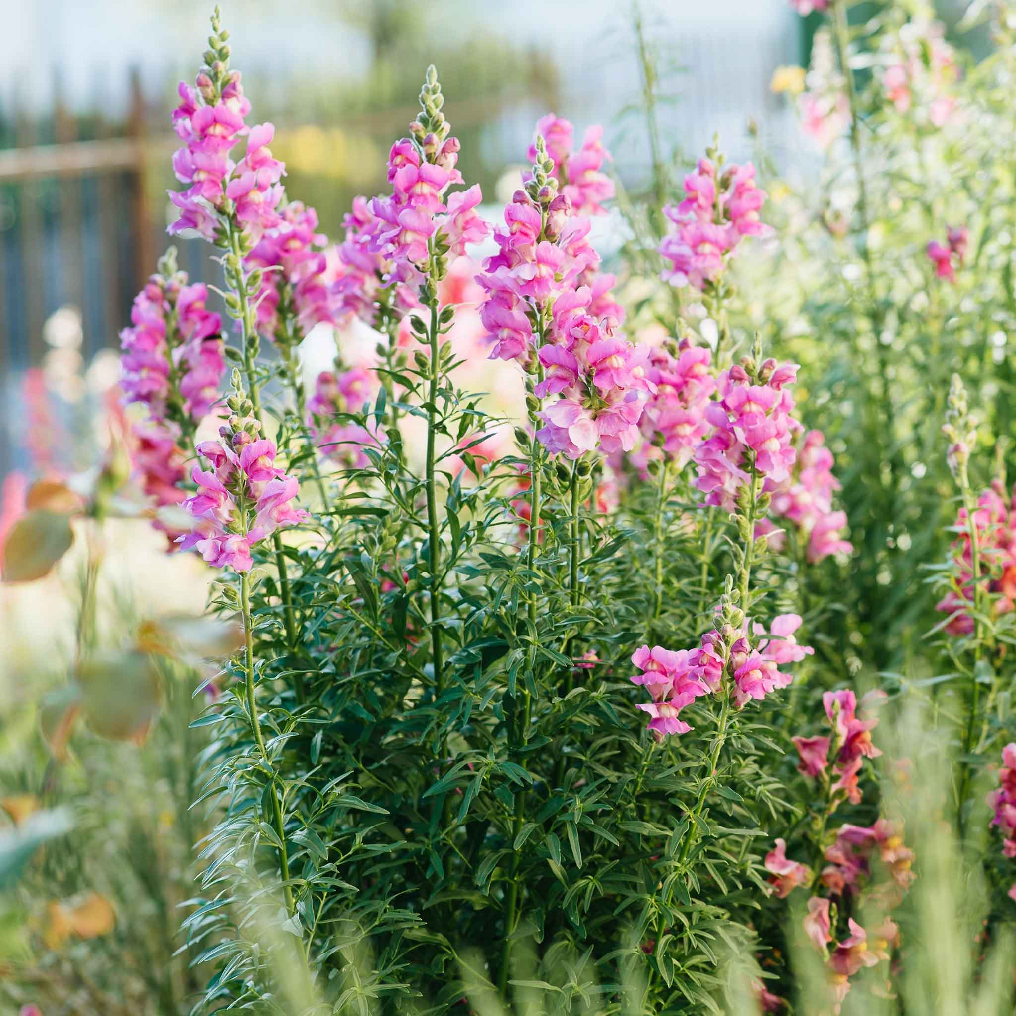 Snapdragon Seeds - The Rose | Flower Seeds in Packets & Bulk | Eden ...