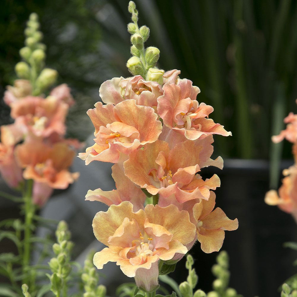 Snapdragon Seeds - Twinny Peach F1 | Flower Seeds in Packets & Bulk ...